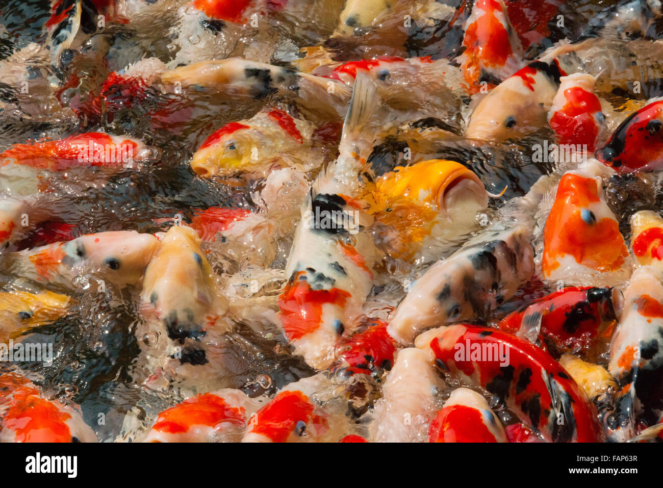 Pond animals hi-res stock photography and images - Alamy