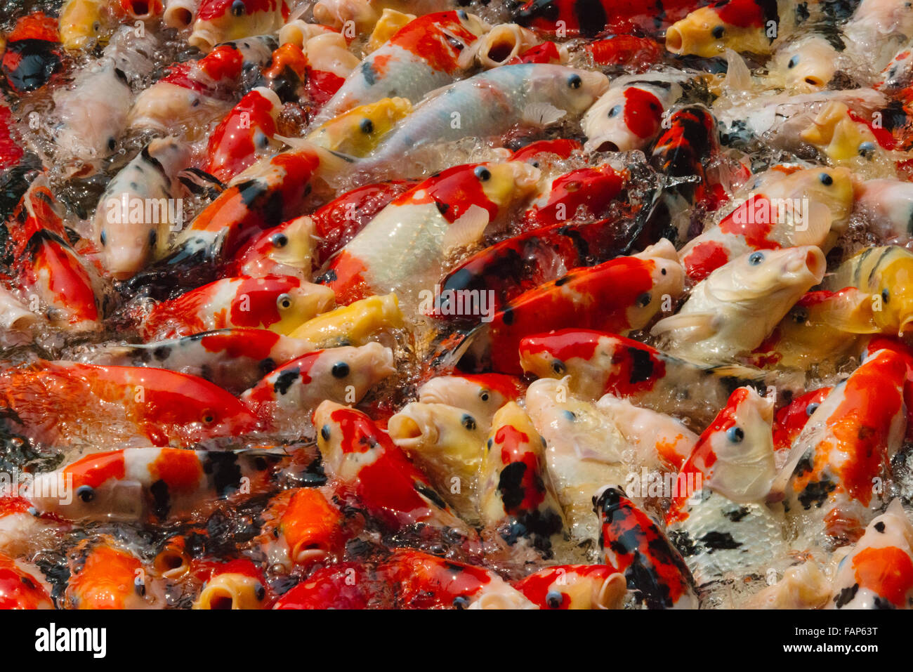 Colorful koi in the pond, Sun Moon Lake, Taiwan Stock Photo - Alamy