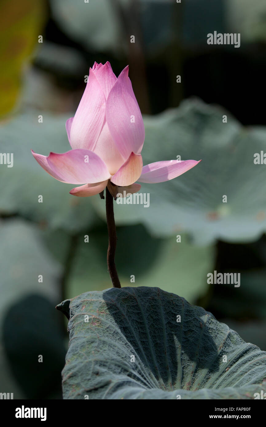 Beautiful lotus flower Stock Photo - Alamy