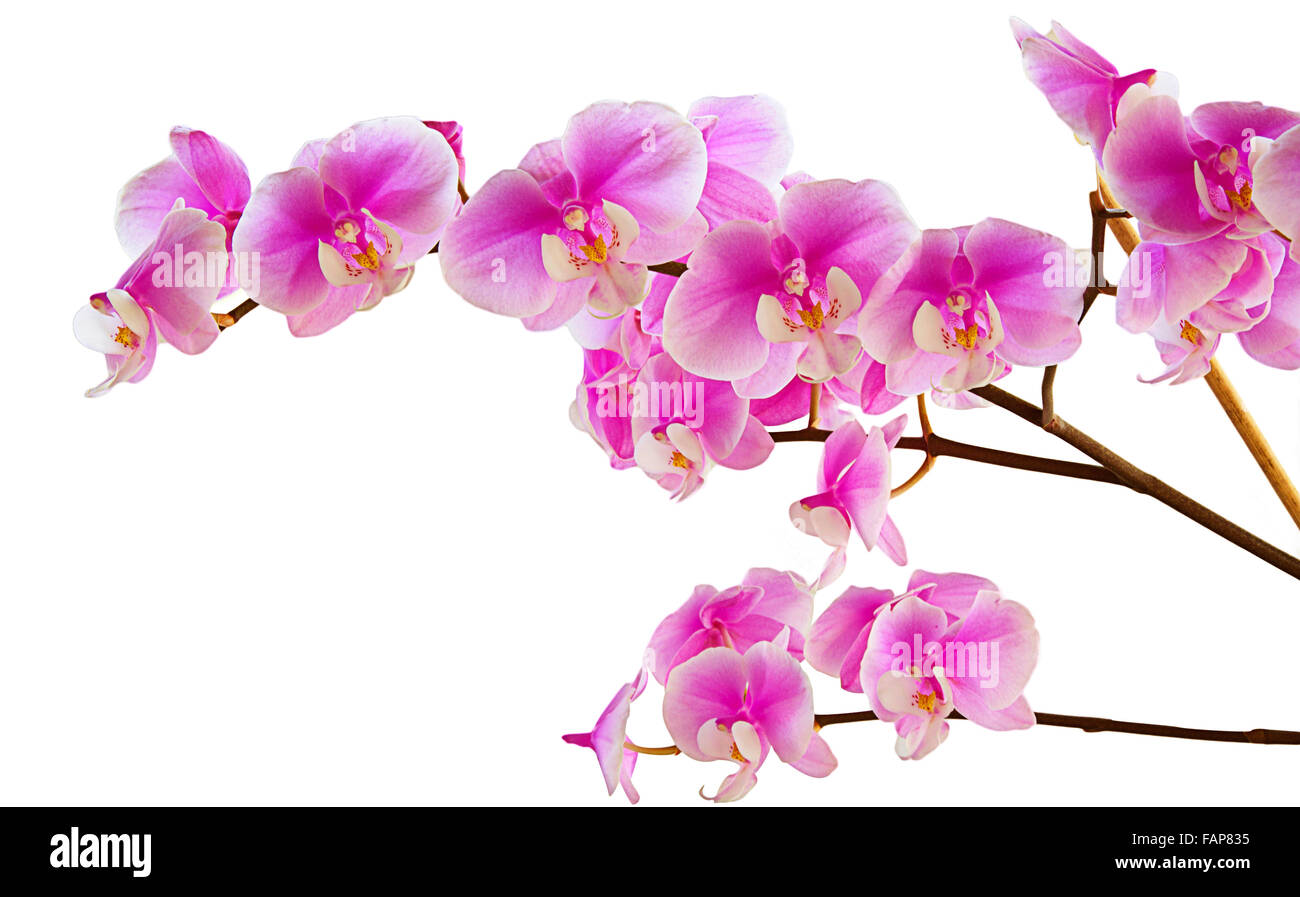 Purple cymbidium hi-res stock photography and images - Alamy