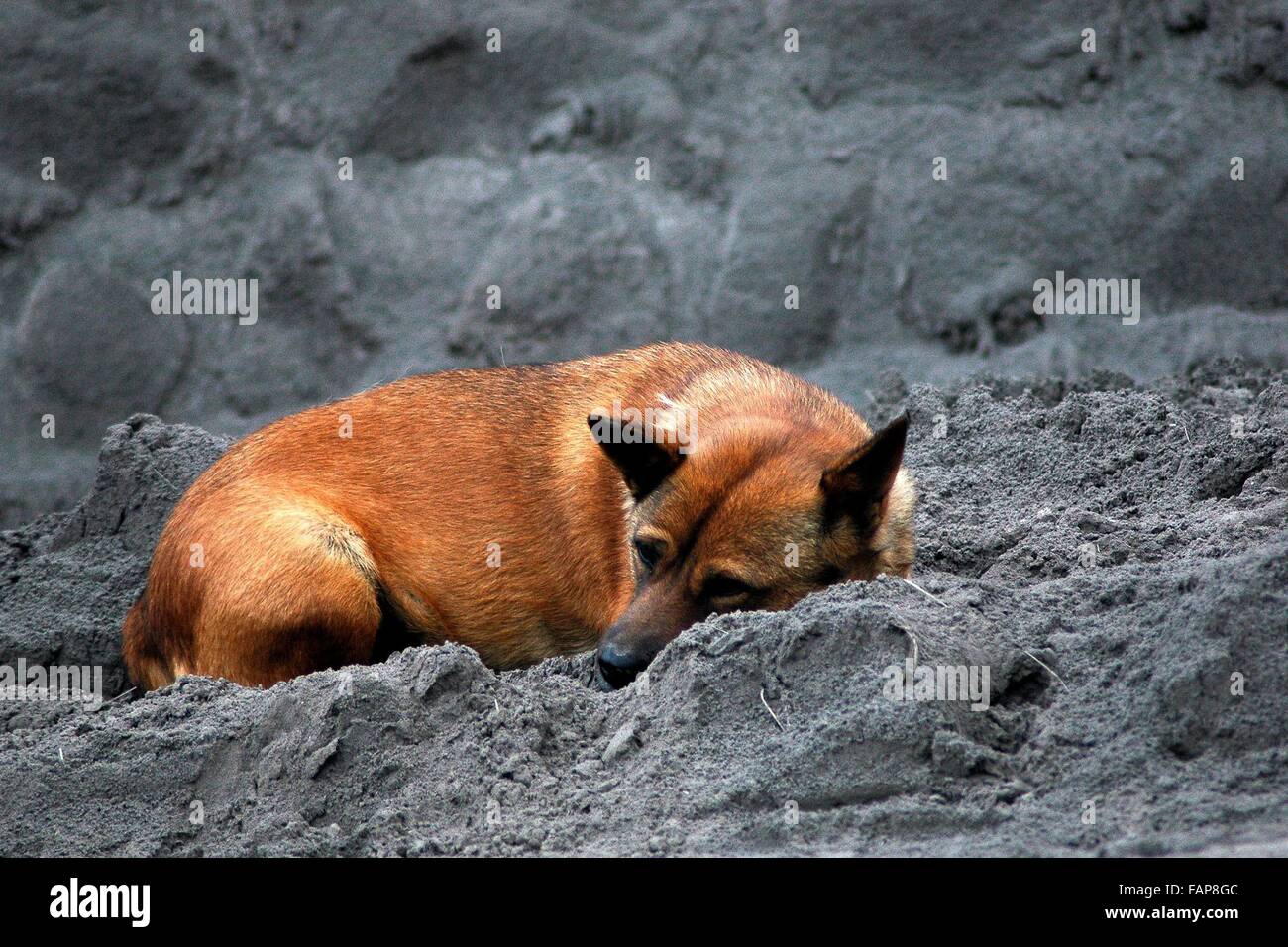 Indonesia national dog hi-res stock photography and images - Alamy