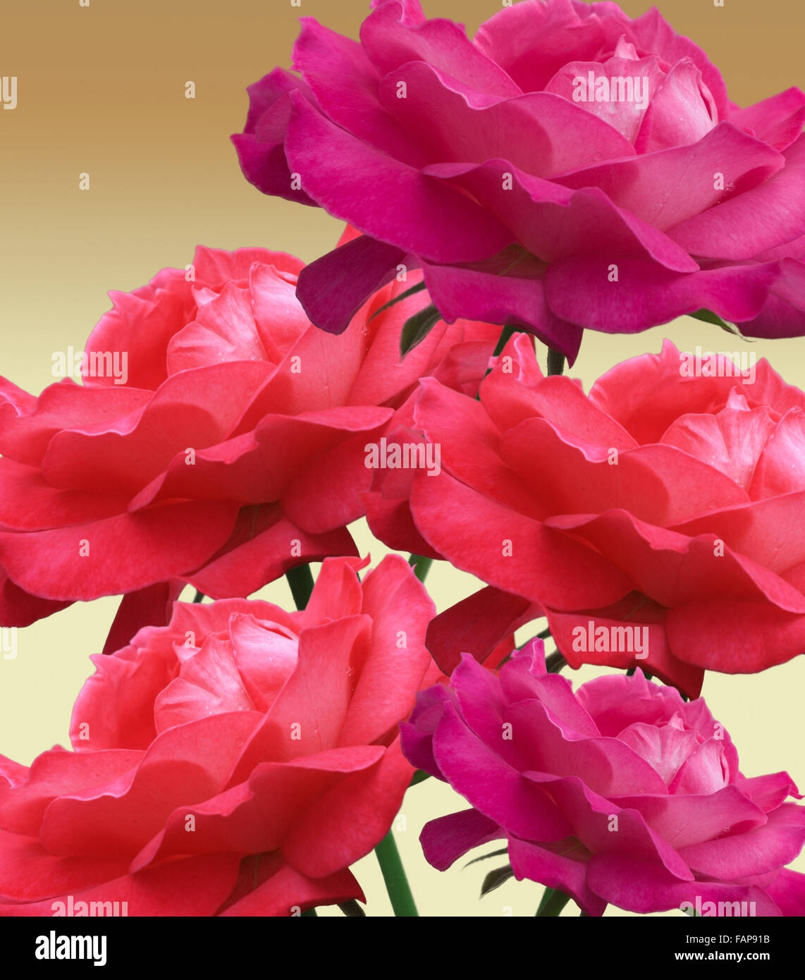 a beautiful bouquet of five pink flowers Stock Photo - Alamy