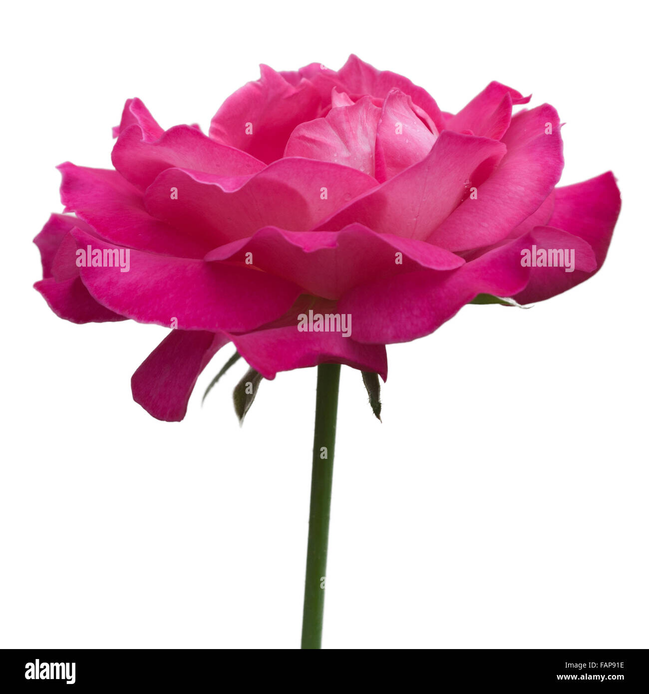 a single pretty pink rose on white background Stock Photo - Alamy