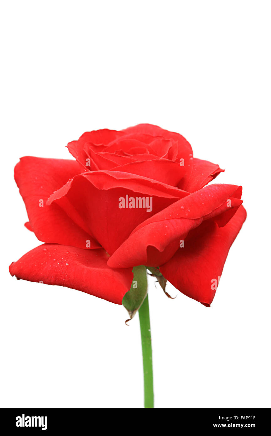 a single red rose on a white background Stock Photo - Alamy