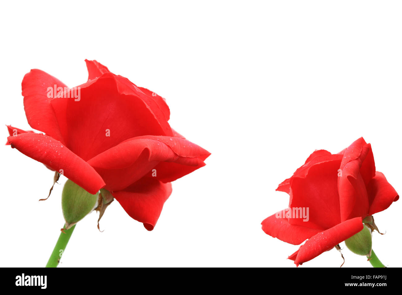 two red roses on a white background Stock Photo - Alamy