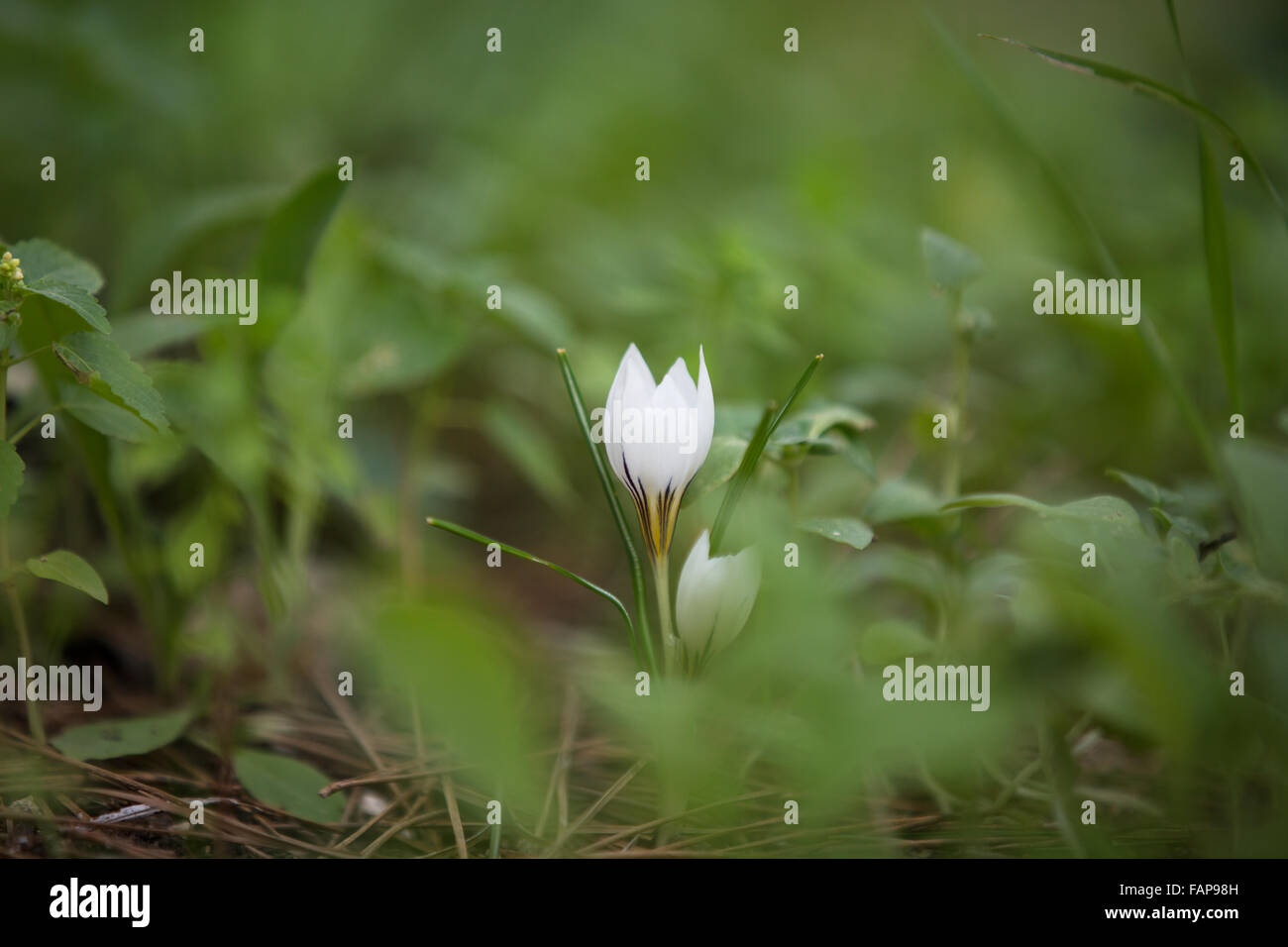 Beautiful purple crocus flower photos in a winter forest in Israel ...