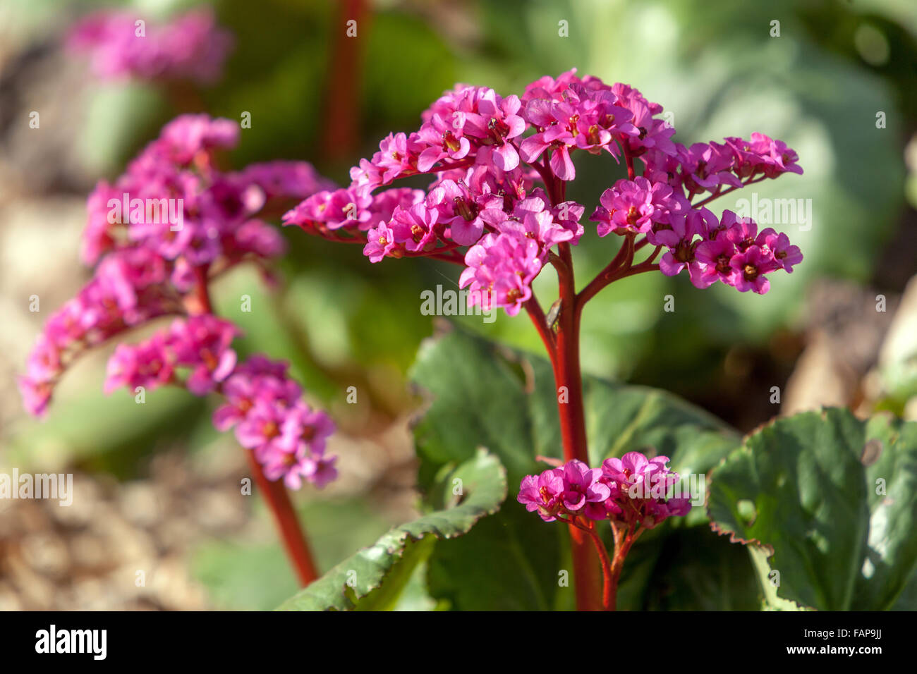 Elephant ears flower High Resolution Stock Photography and Images - Alamy