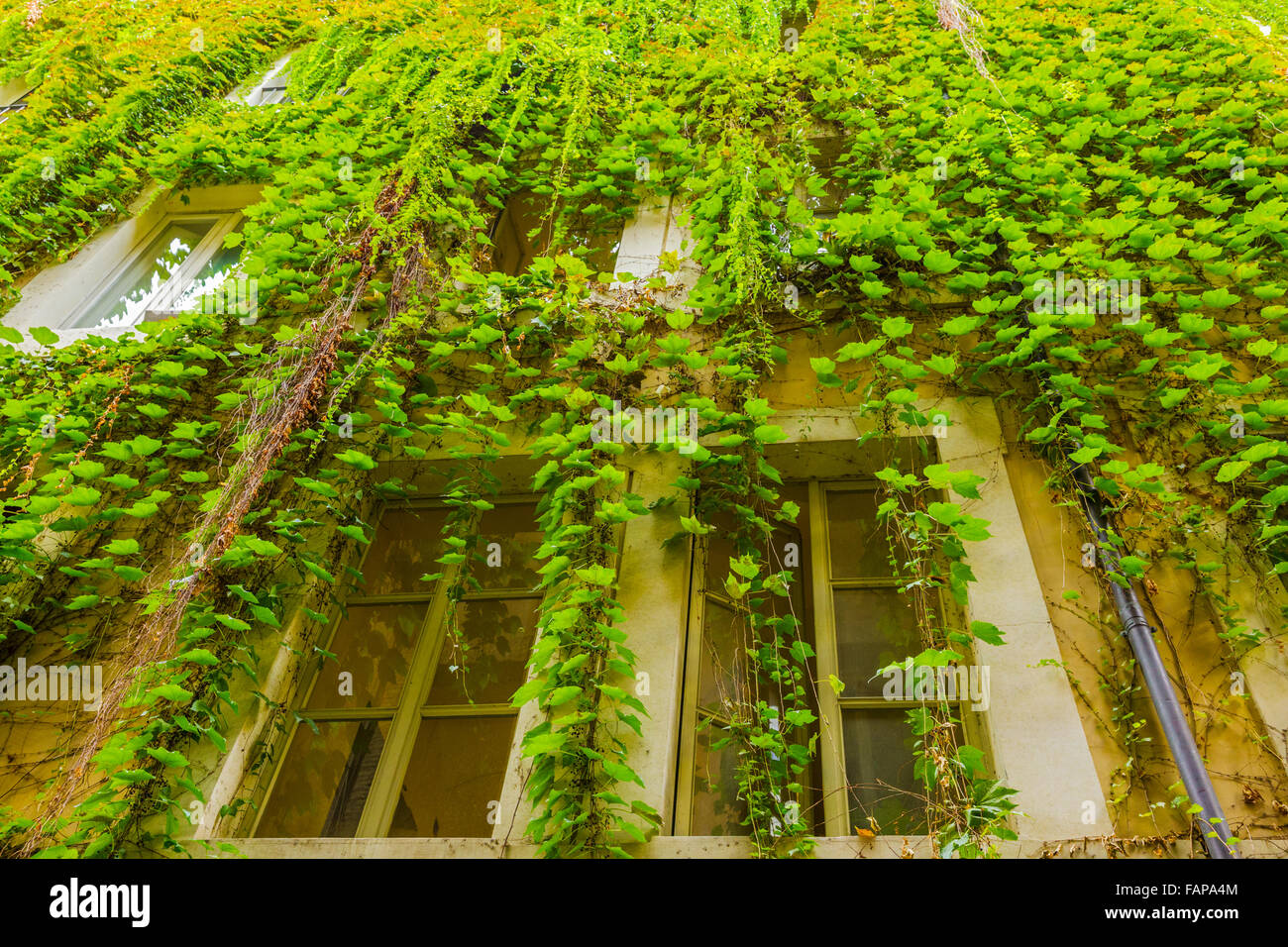 Vine covered walls hi-res stock photography and images - Alamy