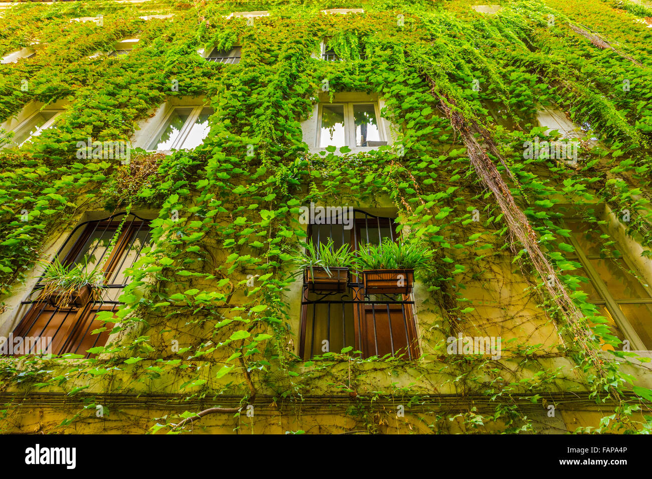 Vine covered walls hi-res stock photography and images - Alamy