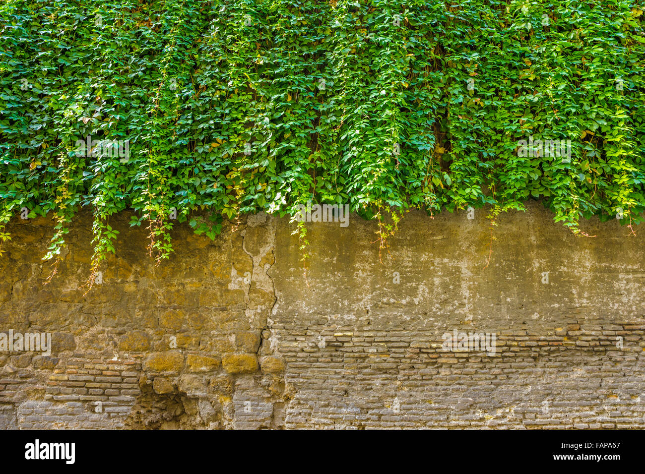 vine covered rustic brick wall, Rome Stock Photo - Alamy