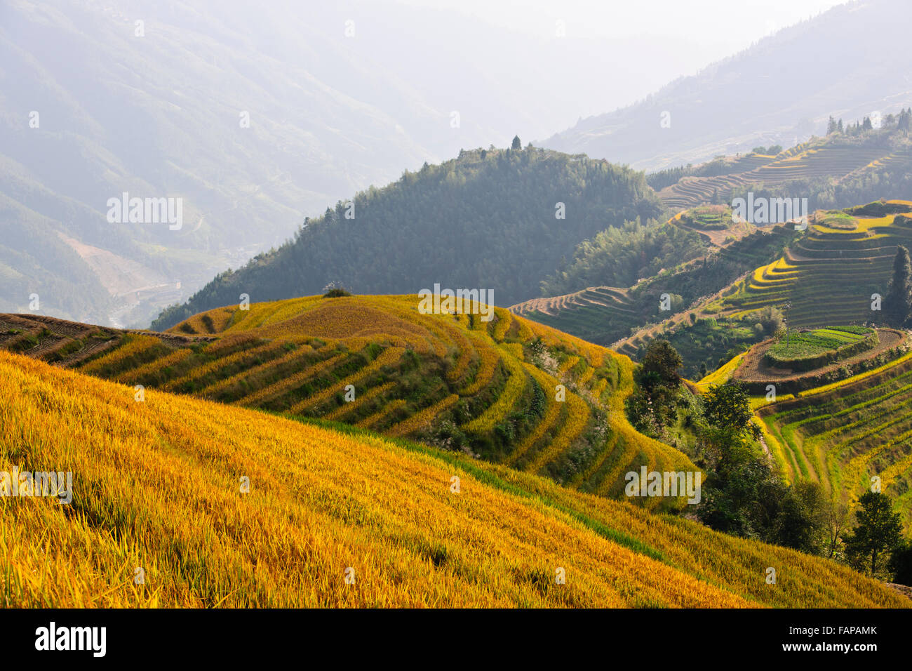 Longji Rice Terraces,Dazhai Villages, Surrounding Area,Rice Crops ...