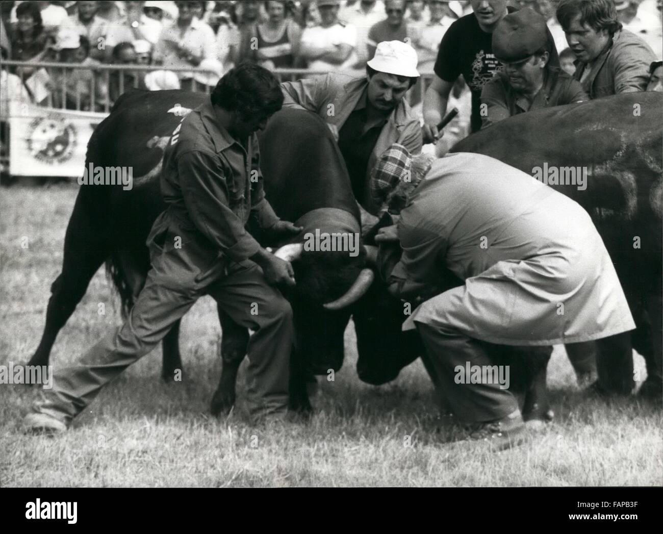 1962 - Cow-Fighting in Switzerland: Cow-fighting is an old tradition in ...