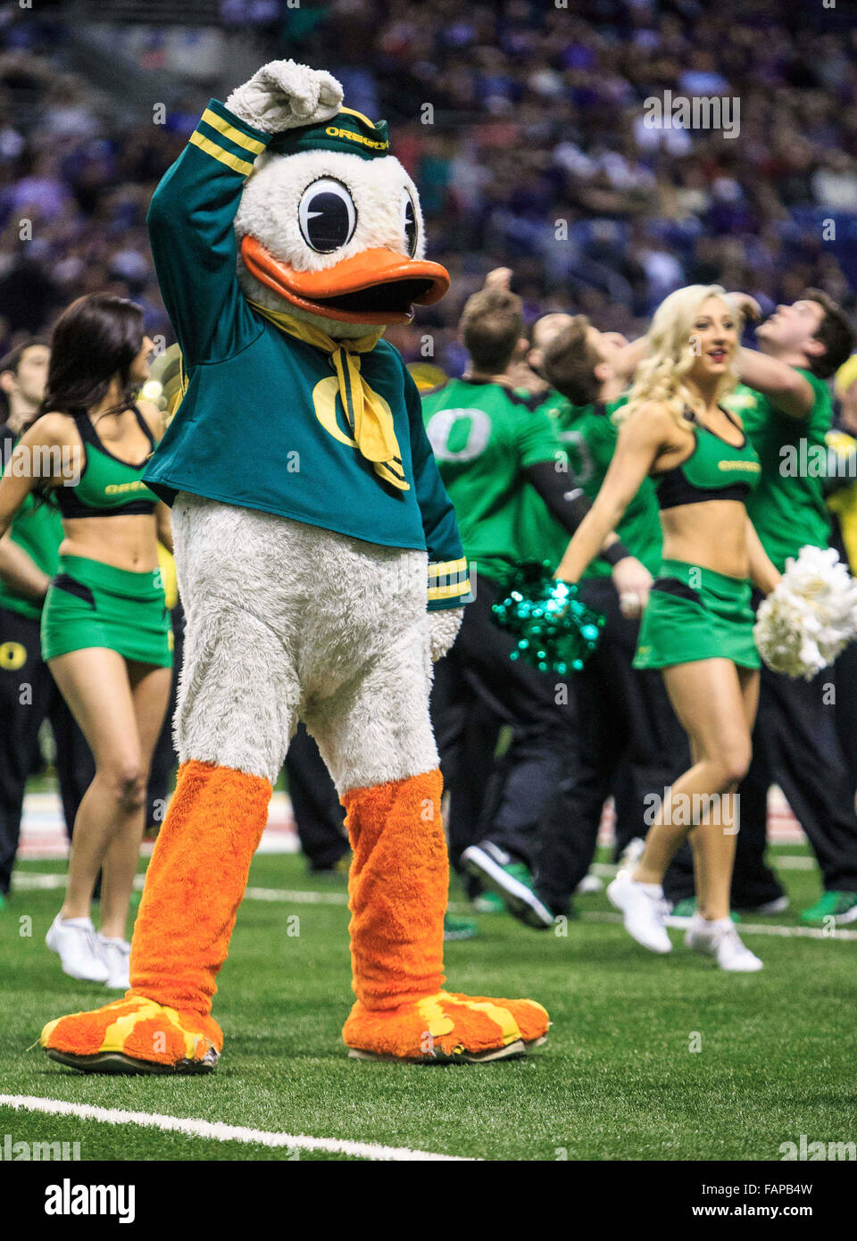 January 2, 2016: ''Puddles'' the Oregon Ducks mascot performs during ...
