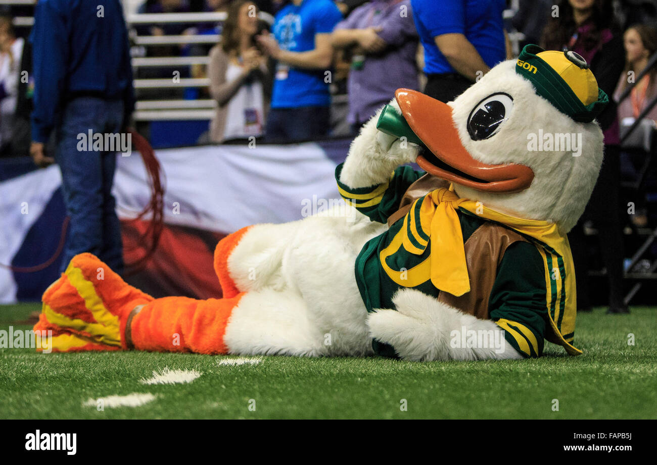 Oregon ducks mascot hi-res stock photography and images - Alamy