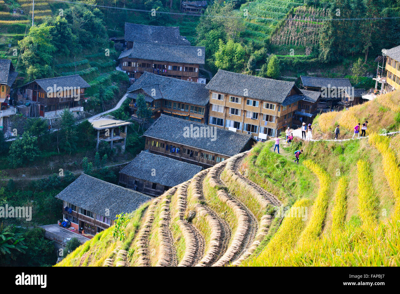 Longji Rice Terraces,Dazhai Villages, Surrounding Area,Rice Crops ...