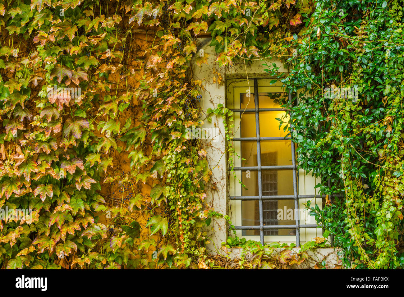 Vines on apartment in the Trastevere District, Rome Stock Photo - Alamy