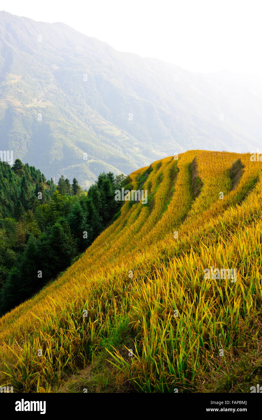 Longji Rice Terraces,Dazhai Villages, Surrounding Area,Rice Crops ...