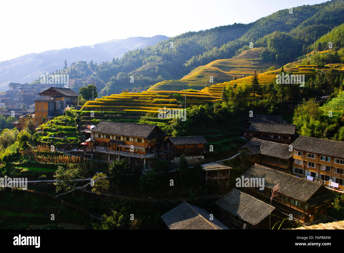 Longji Rice Terraces,Dazhai Villages, Surrounding Area,Rice Crops ...