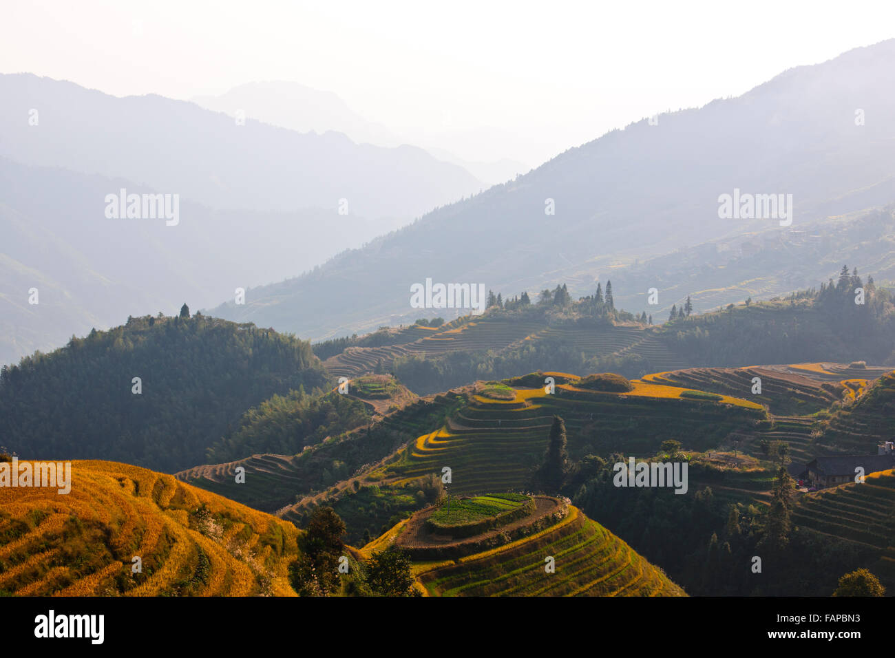 Longji Rice Terraces,Dazhai Villages, Surrounding Area,Rice Crops ...