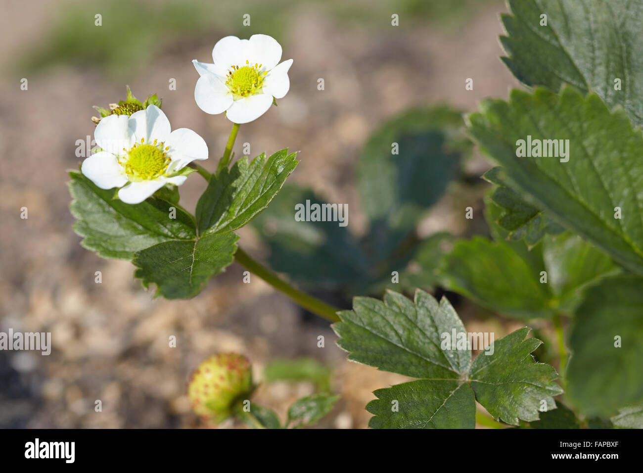White berry bush hi-res stock photography and images - Alamy