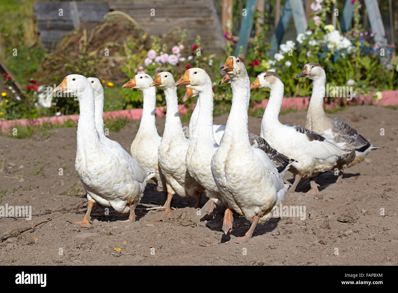 Solar pack hi-res stock photography and images - Alamy