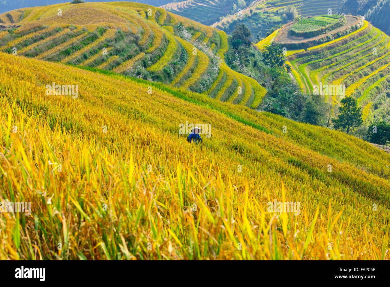 Longji Rice Terraces,Dazhai Villages, Surrounding Area,Rice Crops ...