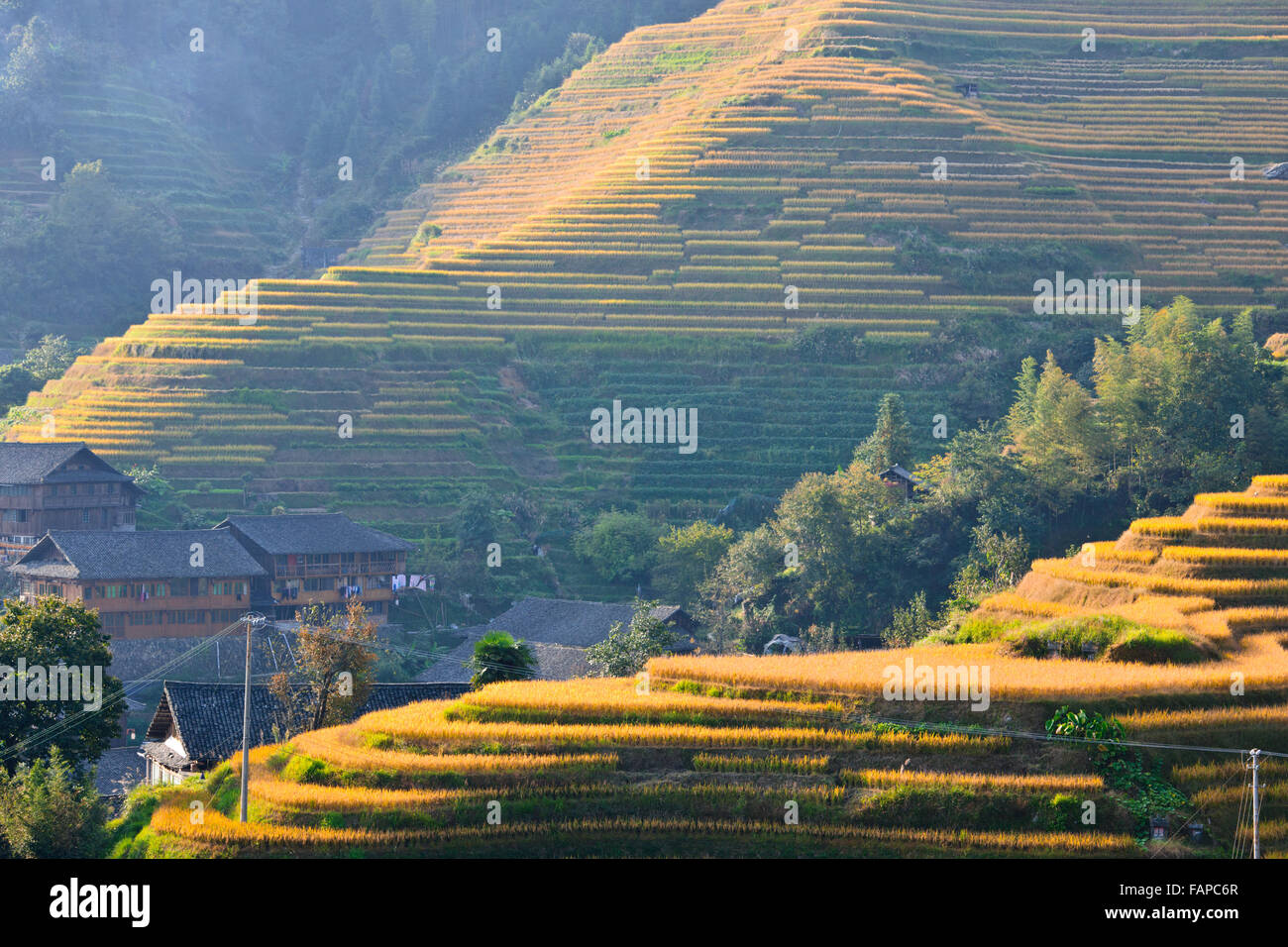 Longji Rice Terraces,Dazhai Villages, Surrounding Area,Rice Crops ...