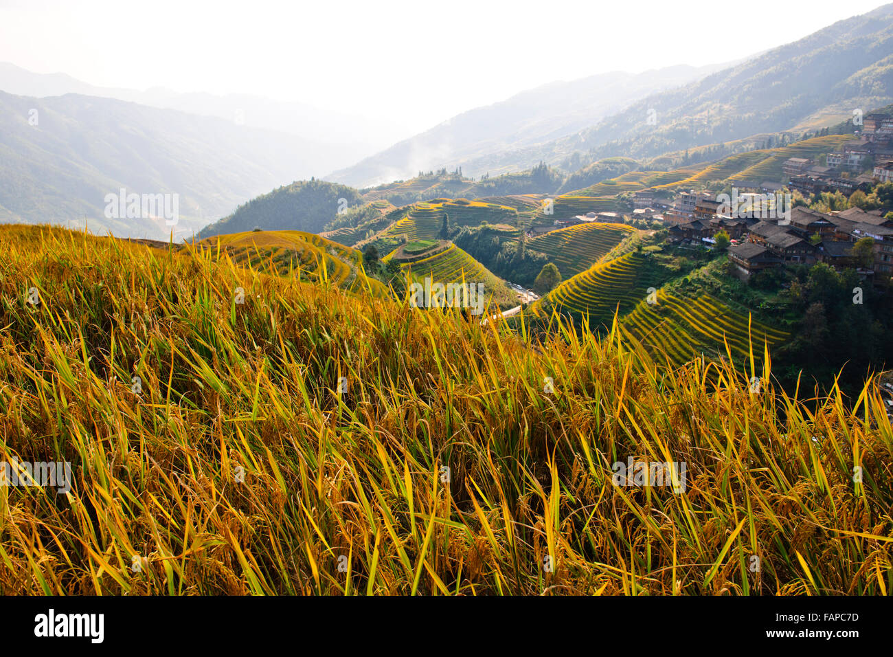Longji Rice Terraces,Dazhai Villages, Surrounding Area,Rice Crops ...