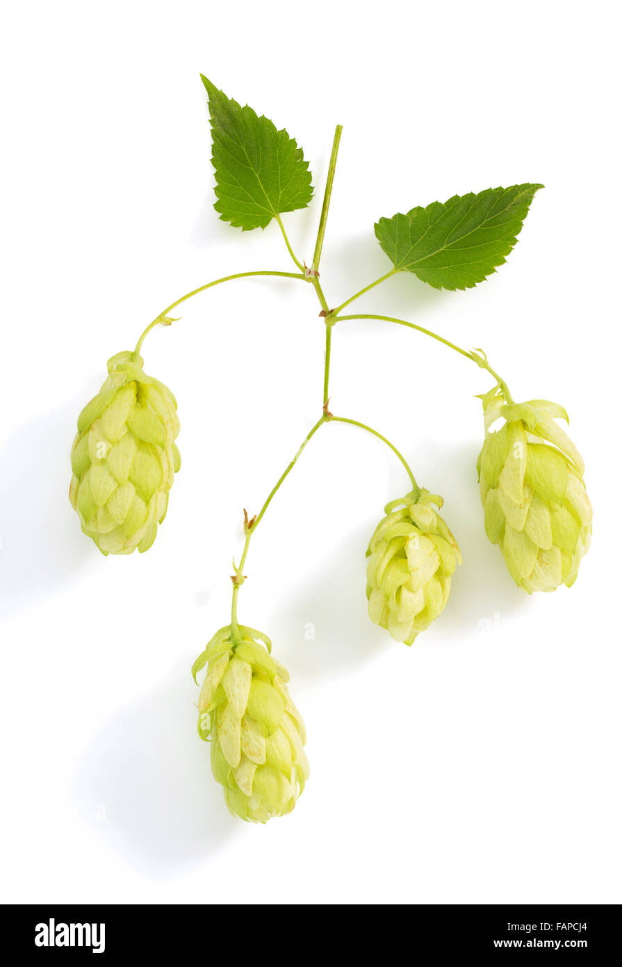 hop cones isolated on white background Stock Photo - Alamy