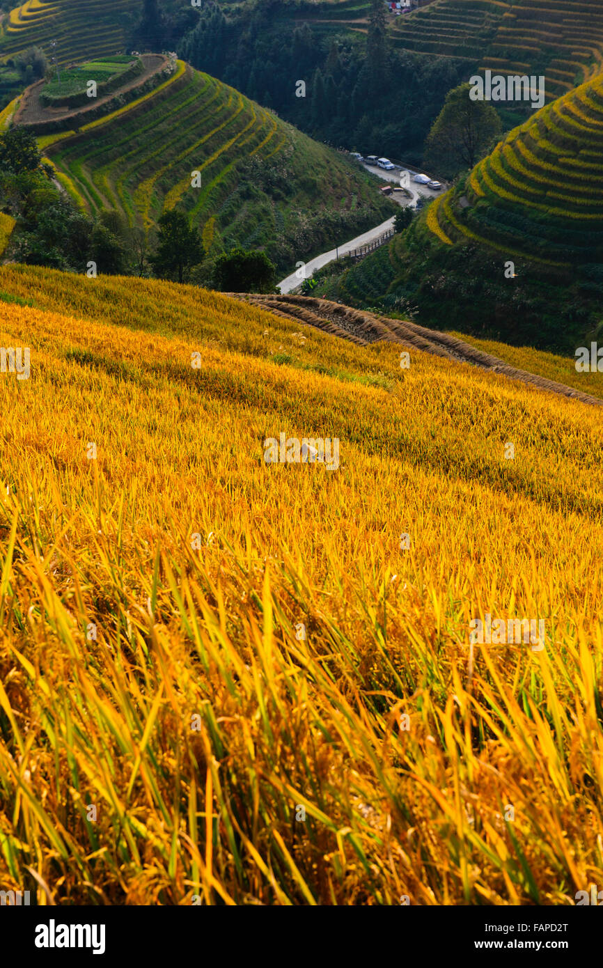 Longji Rice Terraces,Dazhai Villages, Surrounding Area,Rice Crops ...