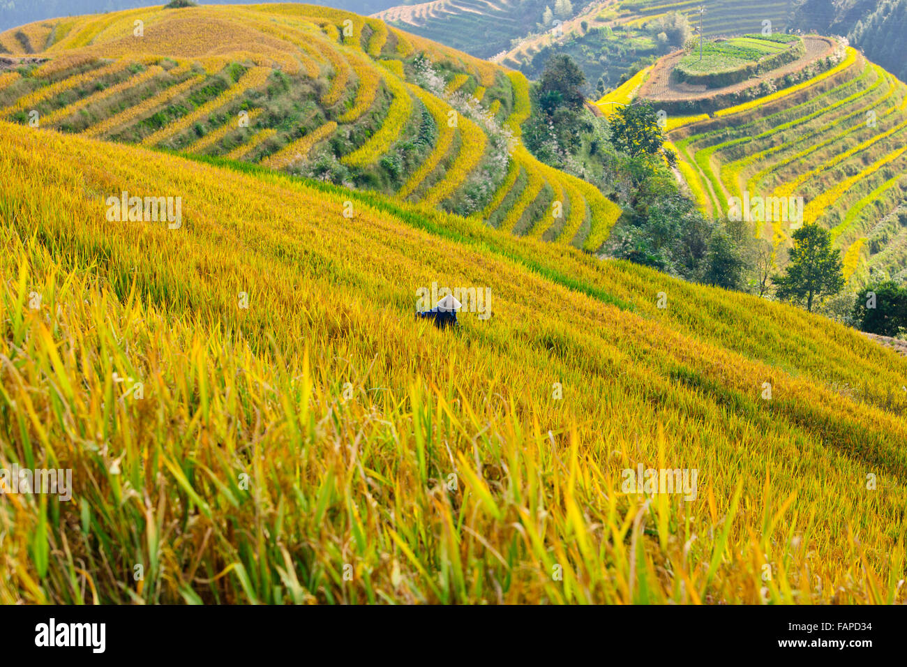 Longji Rice Terraces,Dazhai Villages, Surrounding Area,Rice Crops ...