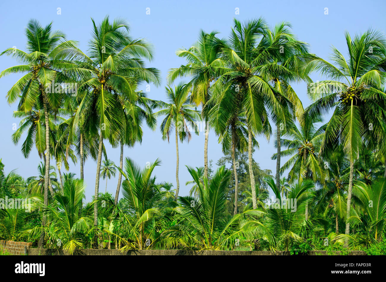 palm grove in India,palm trees,a plant,the nature,a landscape of palm ...
