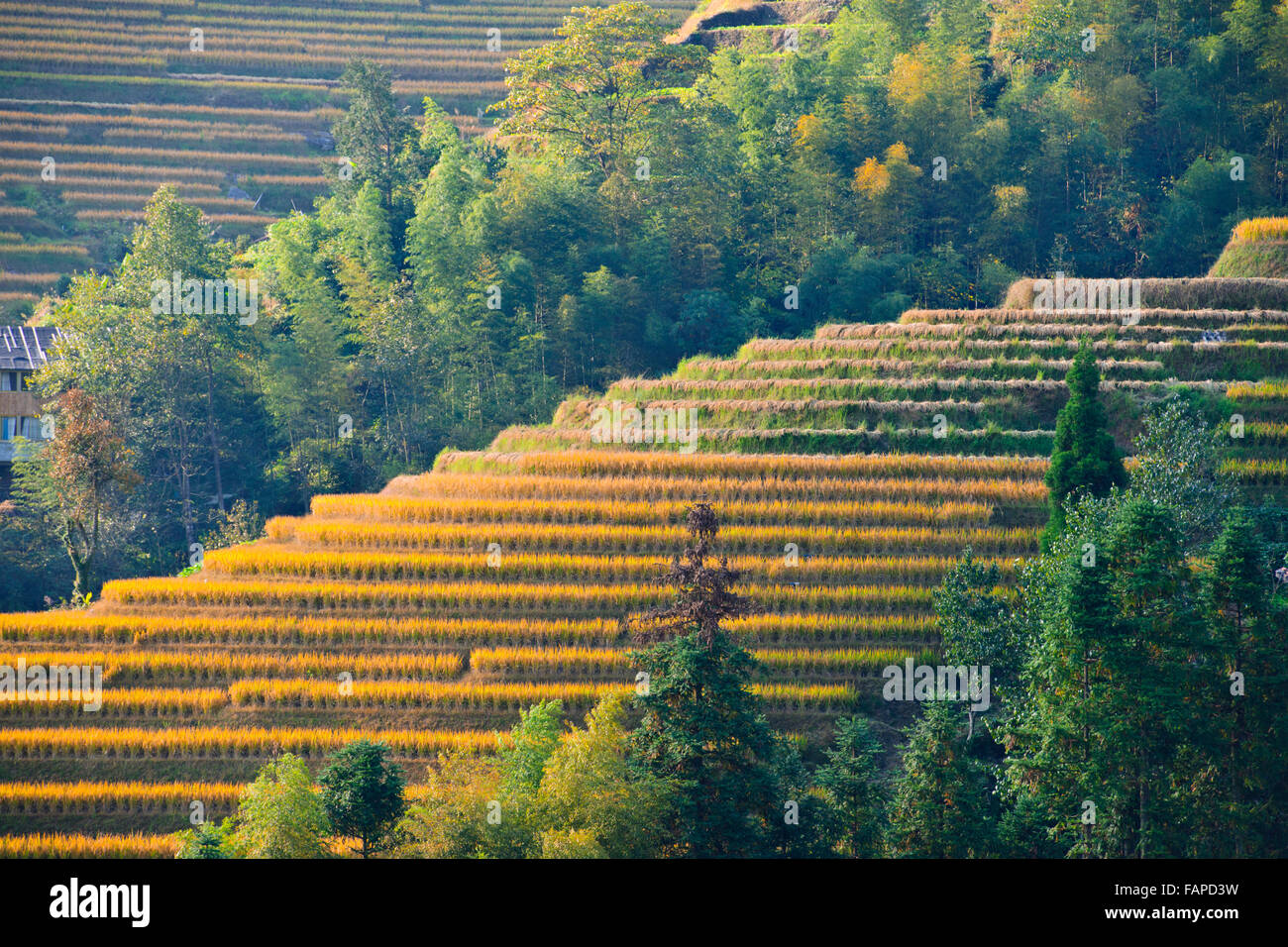 Longji Rice Terraces,Dazhai Villages, Surrounding Area,Rice Crops ...