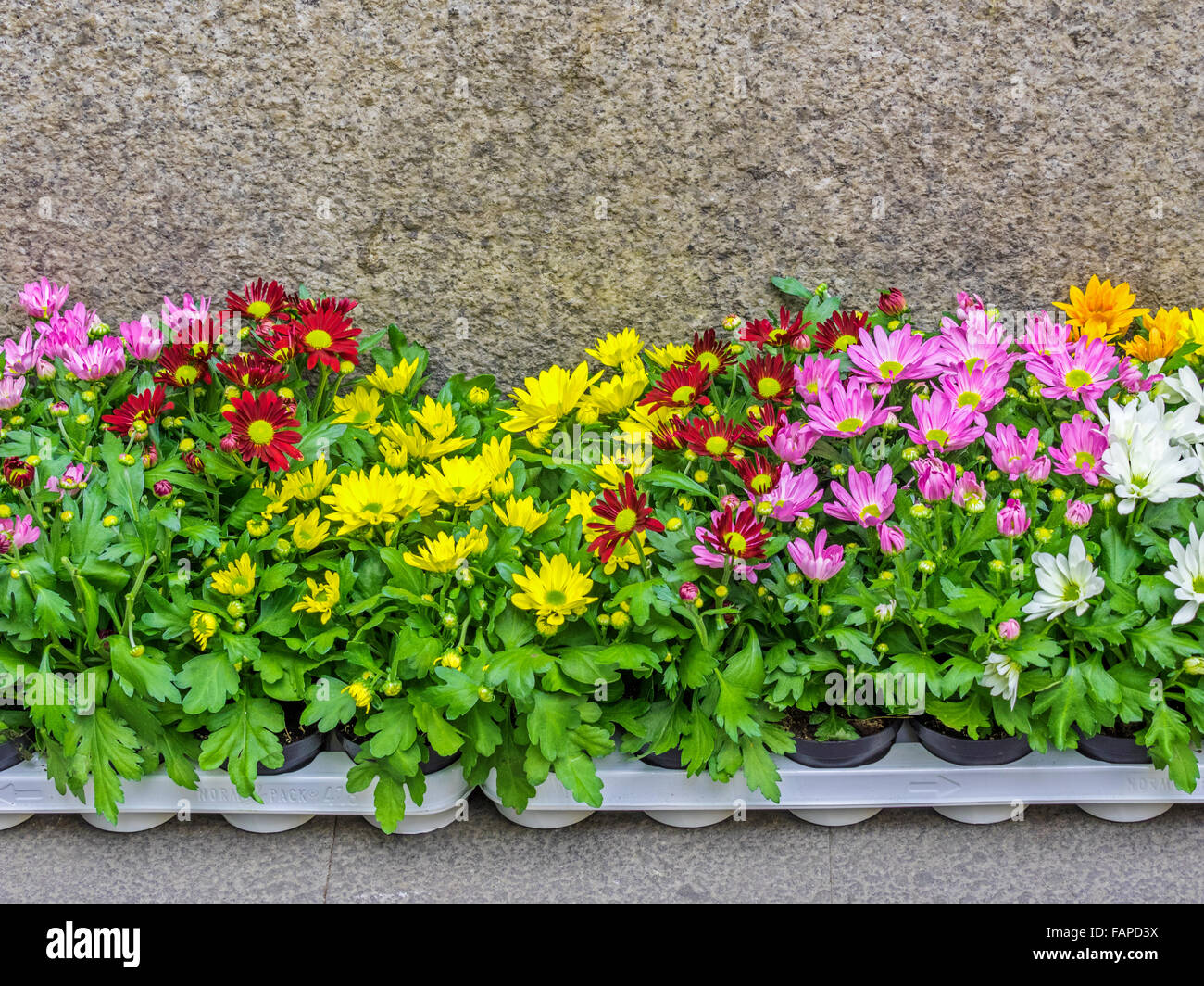 Flower market in the centro storico area of Rome, Italy Stock Photo - Alamy
