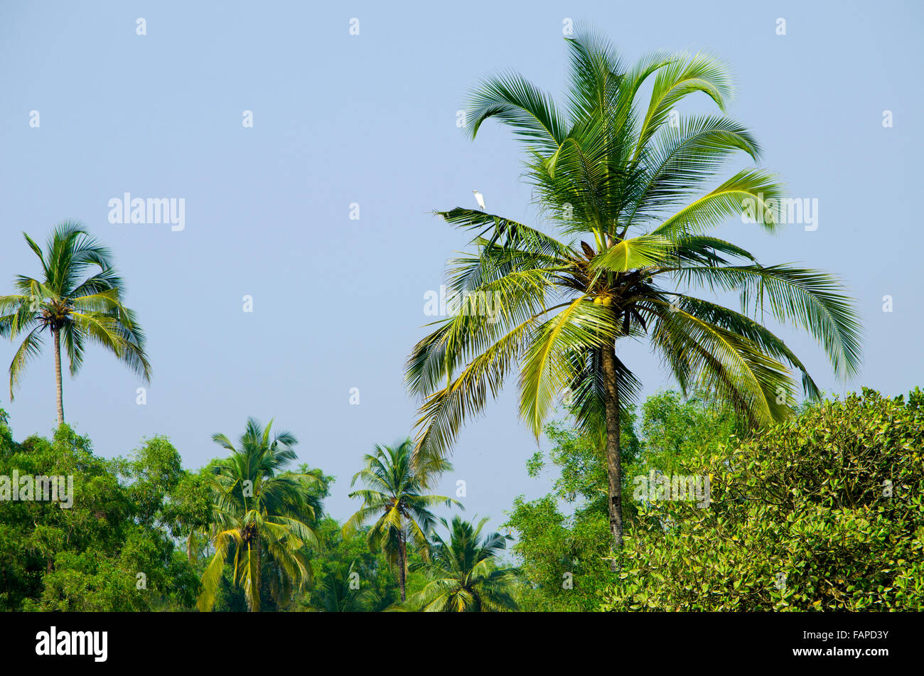 palm grove in India,palm trees,a plant,the nature,a landscape of palm ...