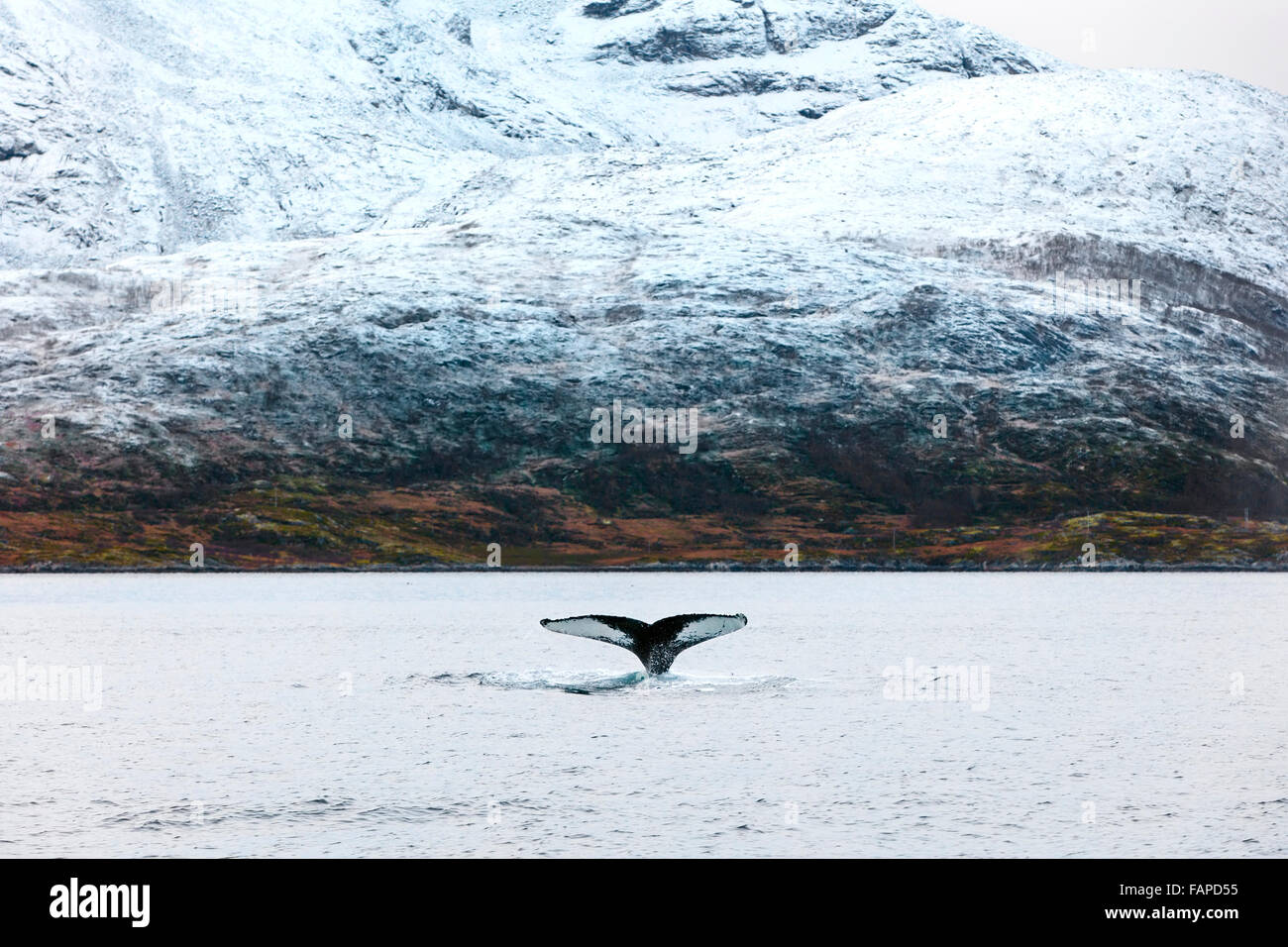 Humpback whale tale fin in the arctic Stock Photo - Alamy