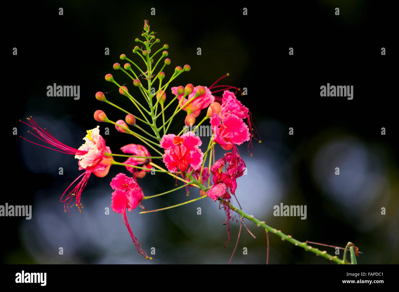 Red bird of paradise flowers a plant of india hi-res stock photography ...