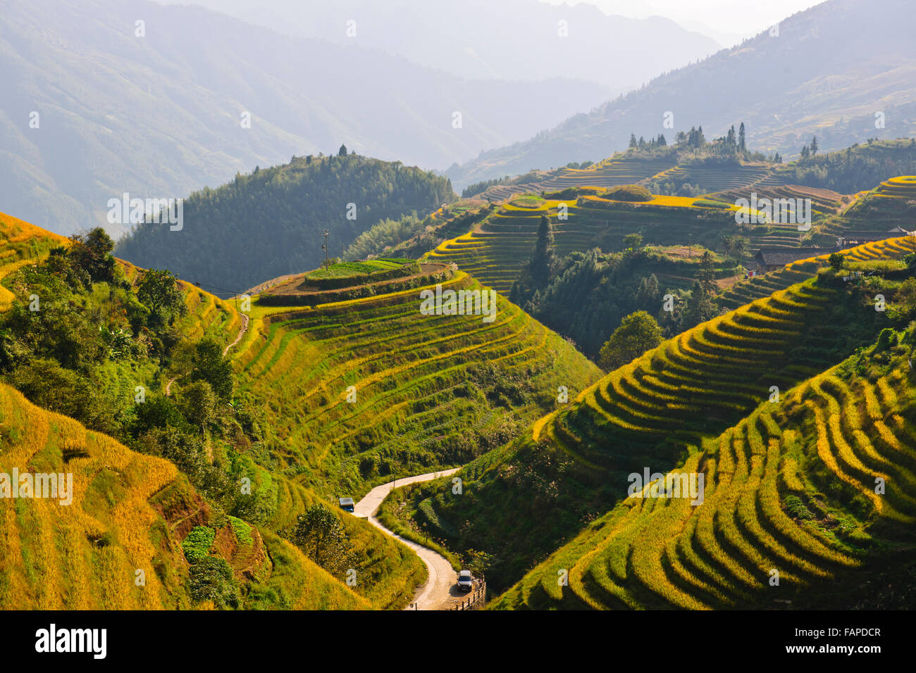 Longji Rice Terraces,Dazhai Villages, Surrounding Area,Rice Crops ...