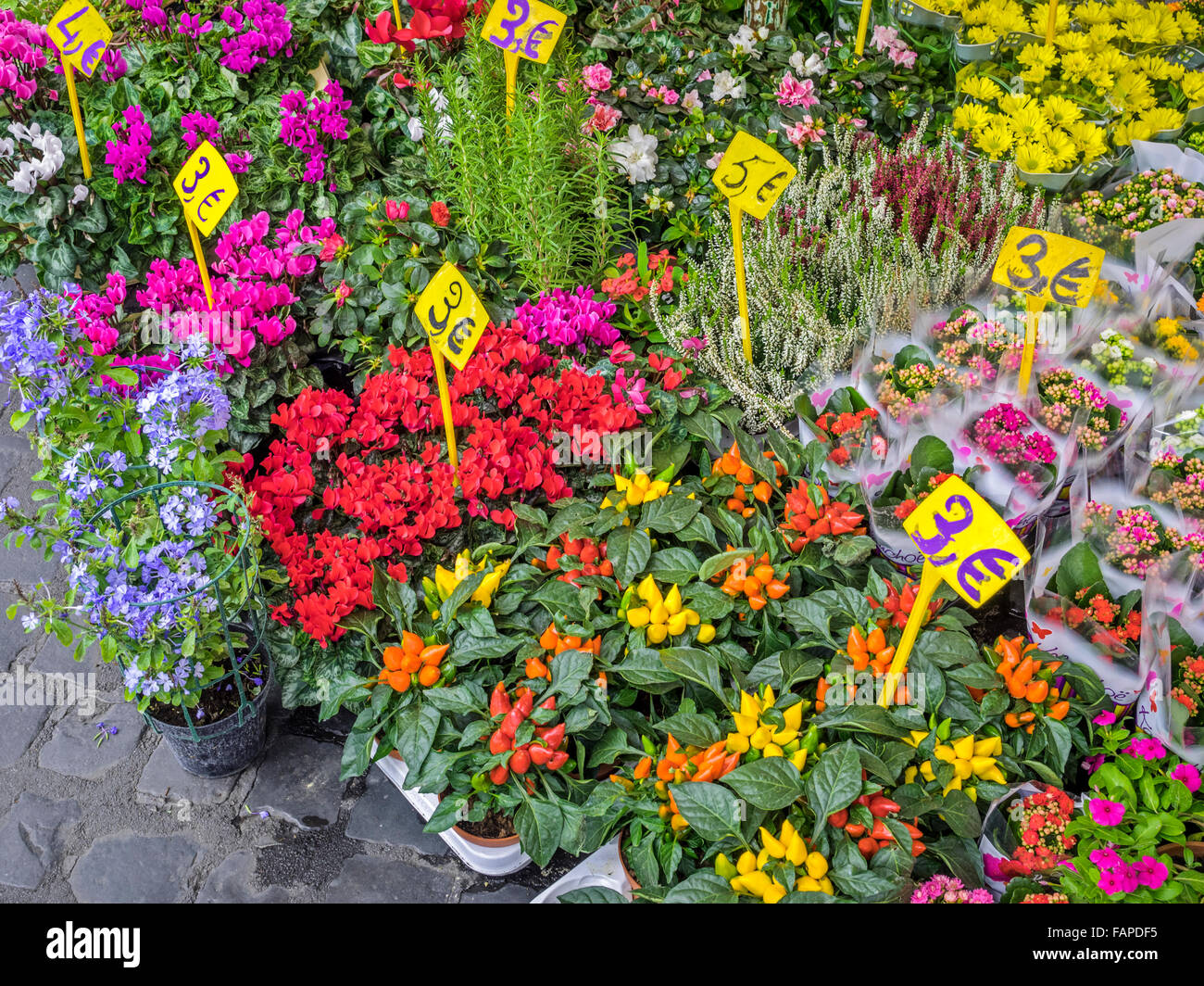Outdoor flower market in Campo dè Fiori in the centro storico area of ...