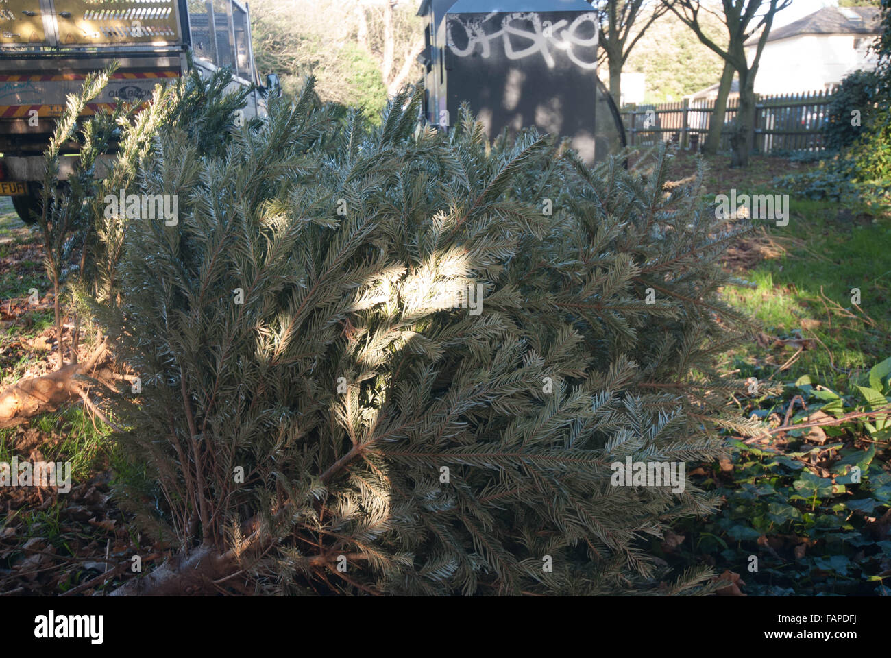 Pine tree reclamation post Christmas Stock Photo - Alamy