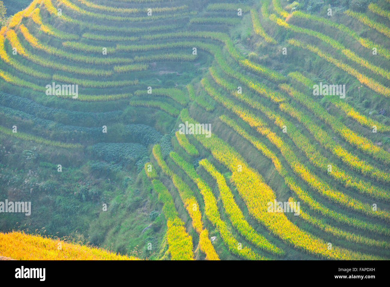 Longji Rice Terraces,Dazhai Villages, Surrounding Area,Rice Crops ...