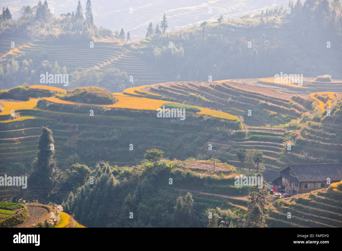 Longji Rice Terraces,Dazhai Villages, Surrounding Area,Rice Crops ...