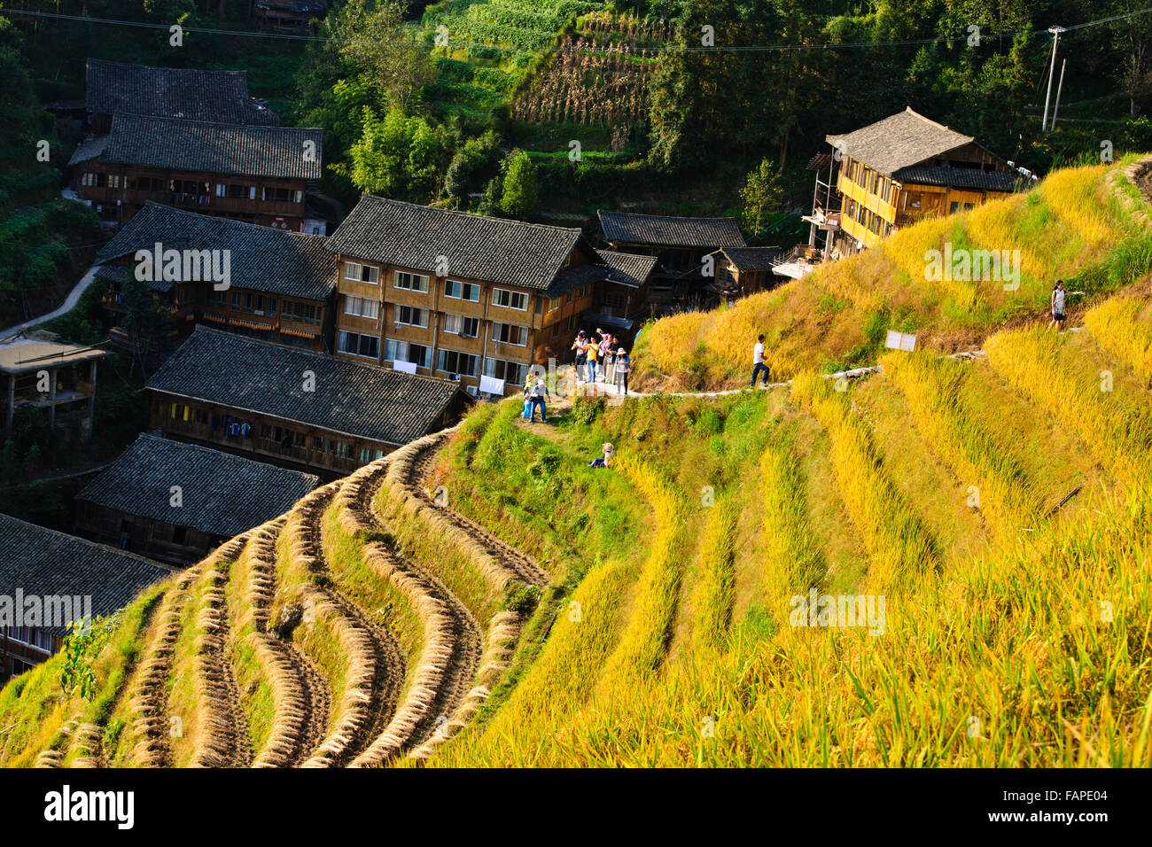 Longji Rice Terraces,Dazhai Villages, Surrounding Area,Rice Crops,Zhuang and Yao Villages ...
