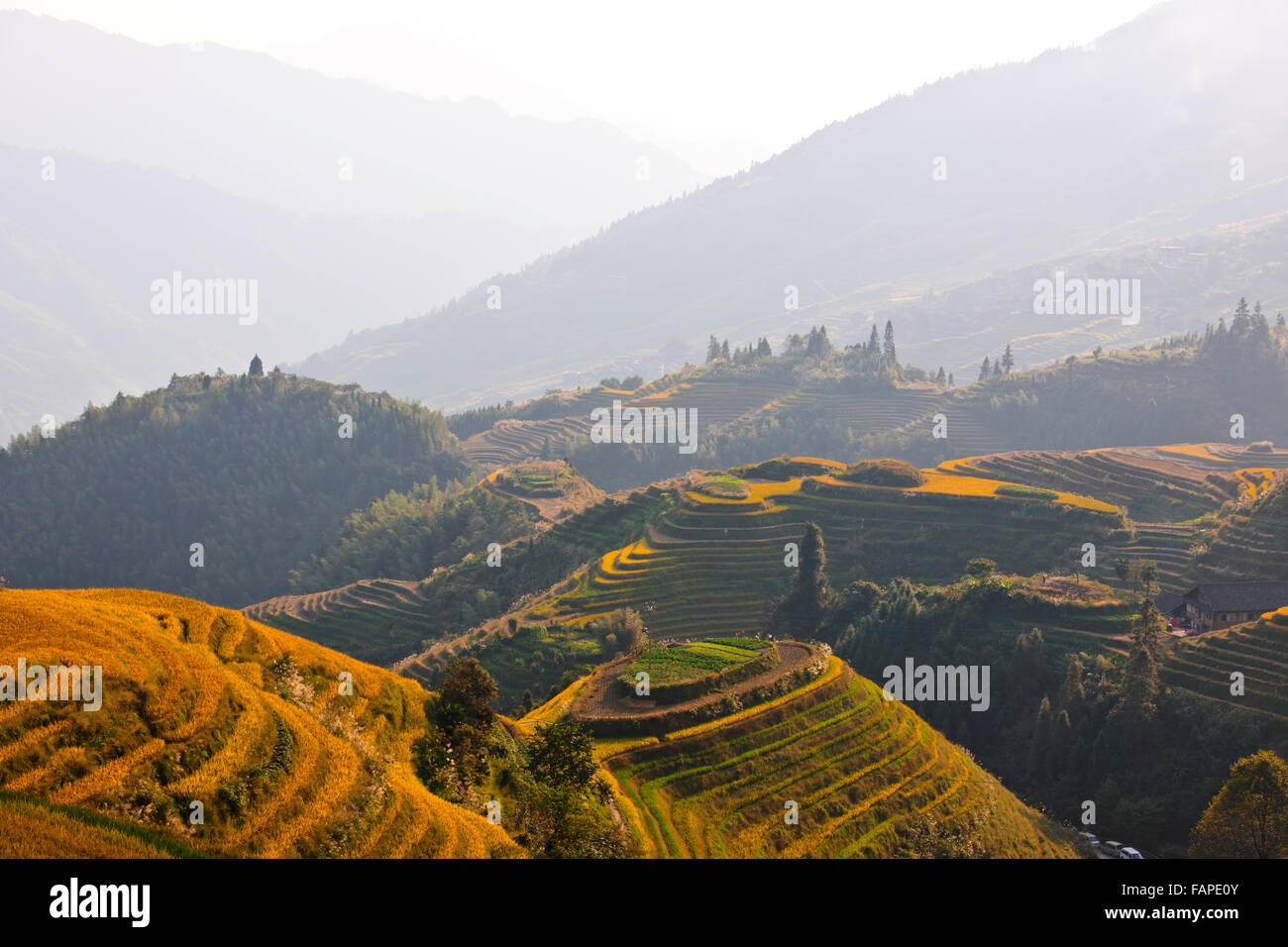 Longji Rice Terraces,Dazhai Villages, Surrounding Area,Rice Crops ...