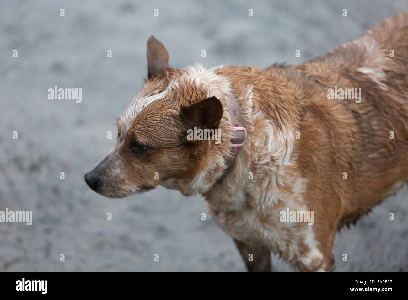 wet farm dog Stock Photo - Alamy