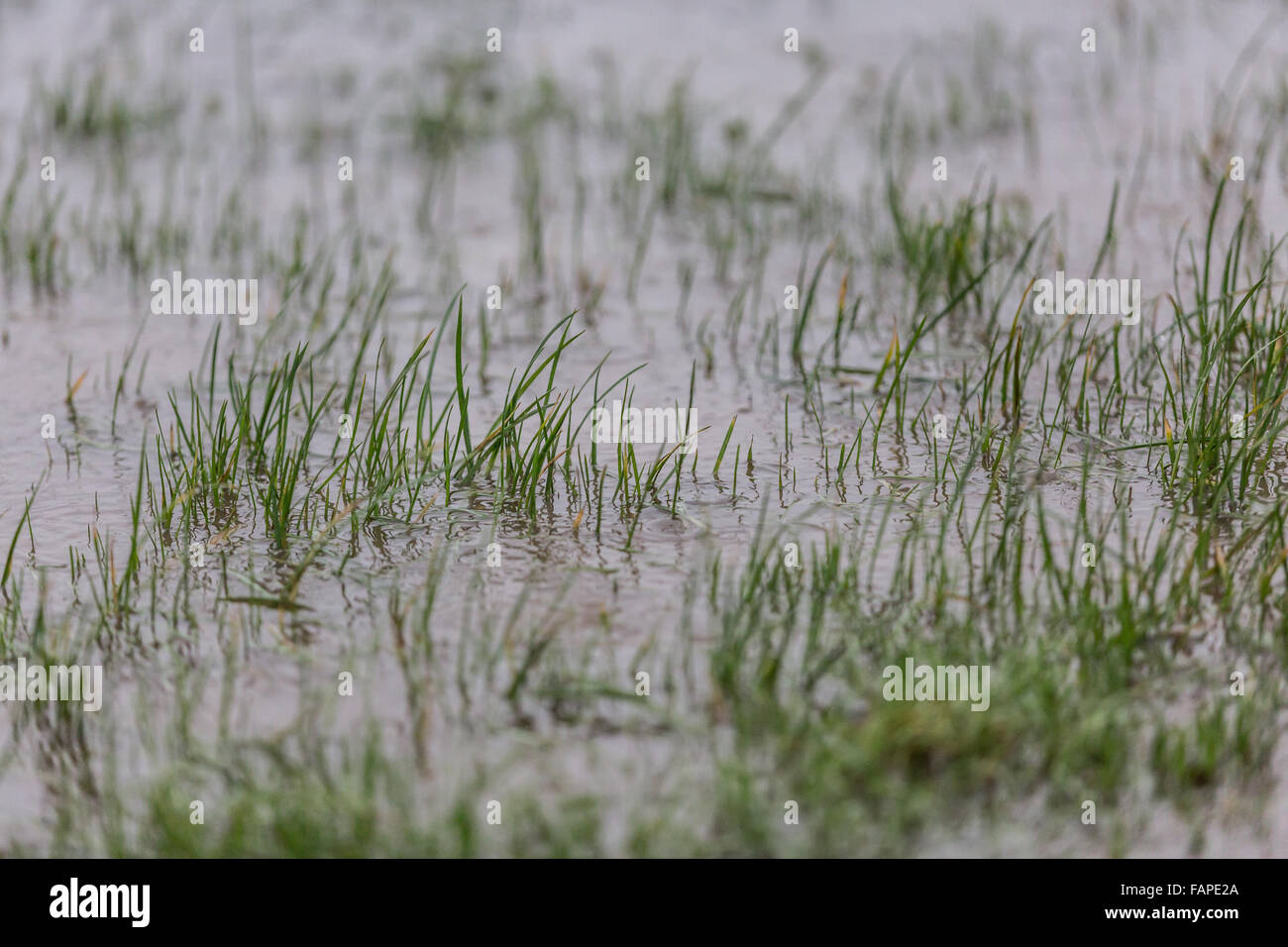 Waterlogged ground with grass showing through Stock Photo - Alamy