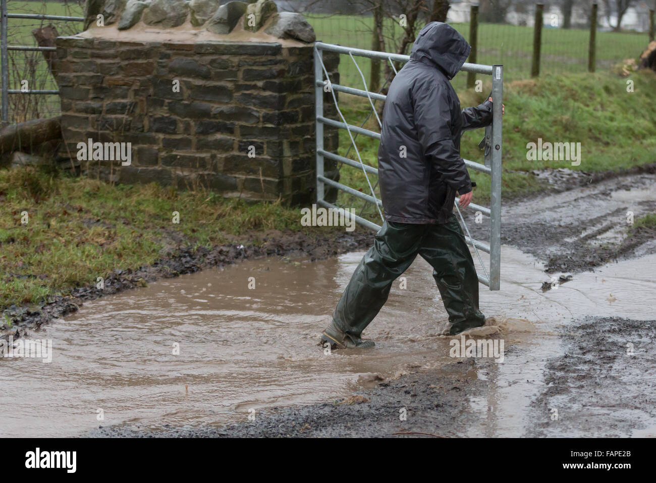 Wet farmer person walking in a puddle while closing gate Stock Photo ...