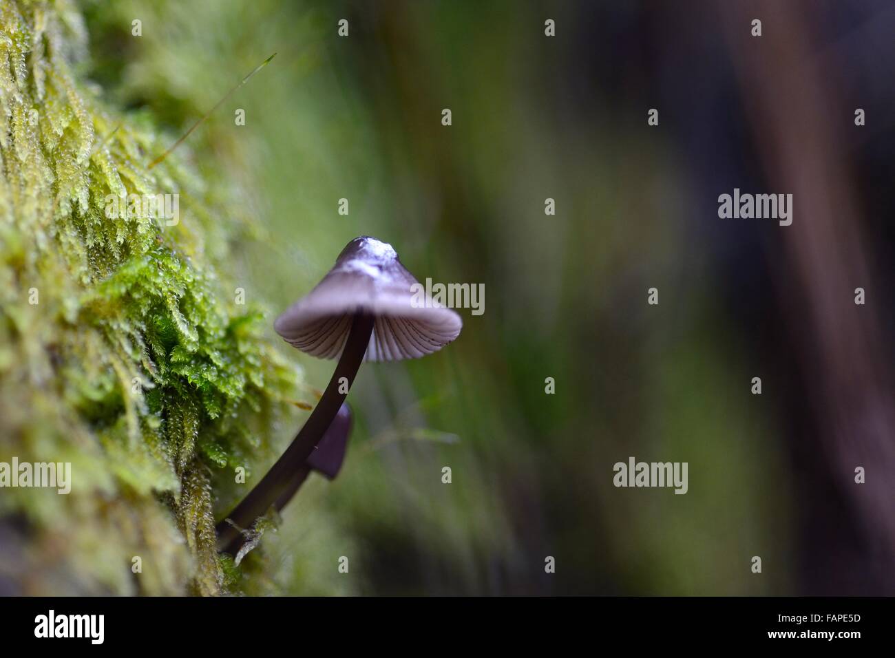 Hongo forest hi-res stock photography and images - Alamy