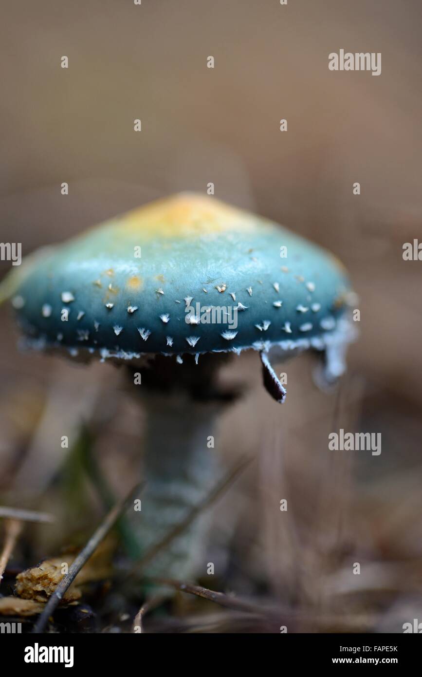 Beautiful mushrooms hi-res stock photography and images - Alamy