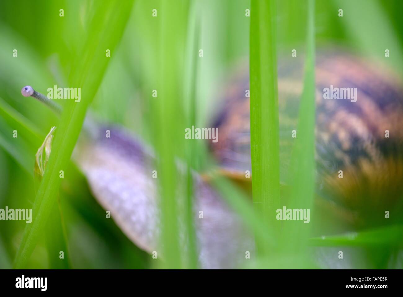Eye of snail hi-res stock photography and images - Alamy